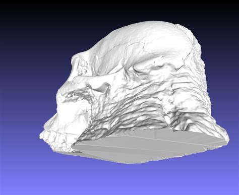 Australopithecus Sediba Ancient Hominid Skull In Situ Museum Quality