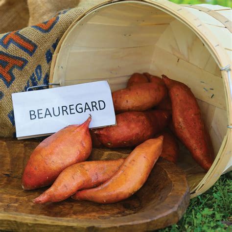 Sweet Potato Beauregard Harris Seeds