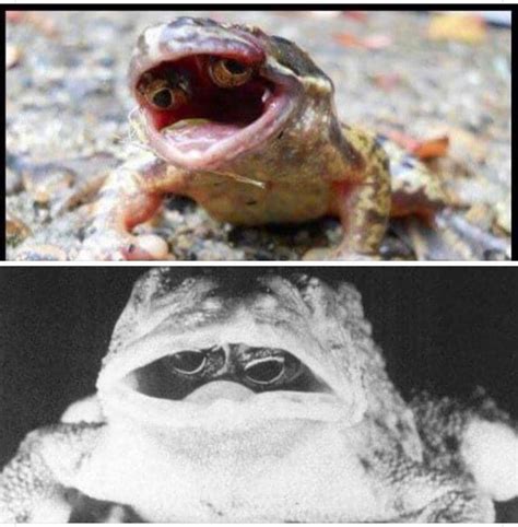 Frog With Genetic Mutation Feels Bad Man Rmakemesuffer