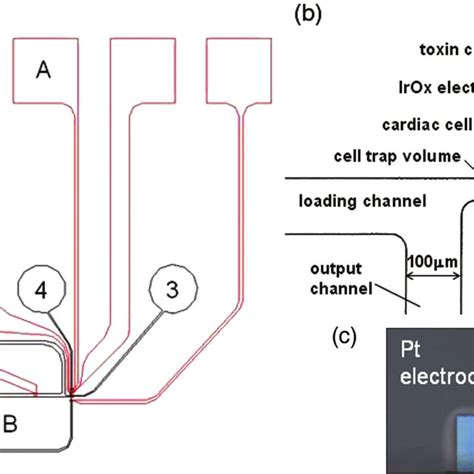A Schematics Of A Microfluidic Device With Integrated Ph Electrodes Download Scientific