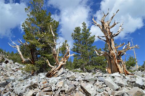 Bristlecone Pine Prometheus
