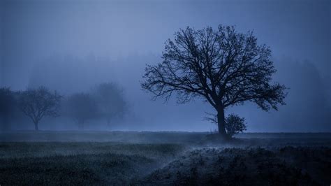 Field Fog Trees Blue Weather Cold 4k Wallpaper Foggy Night Landscape