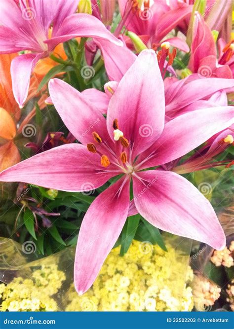 Lis Rose Image Stock Image Du Jardin Décoration Lilly 32502203