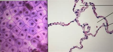 Epithelial Tissue Flashcards Quizlet