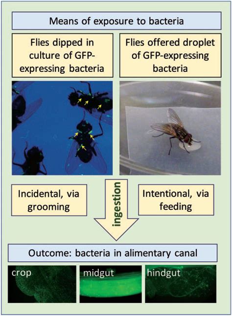 Flourishing In Filth House Flymicrobe Interactions Across Life History