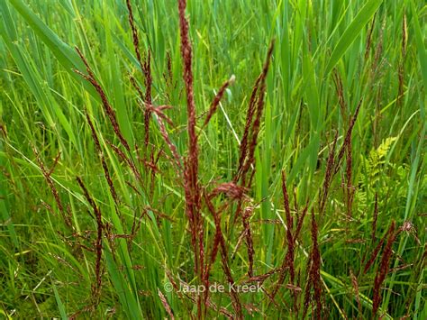 Festuca Rubra Plantentuin Esveld