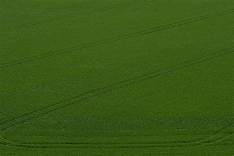 Summer View Fields Grass