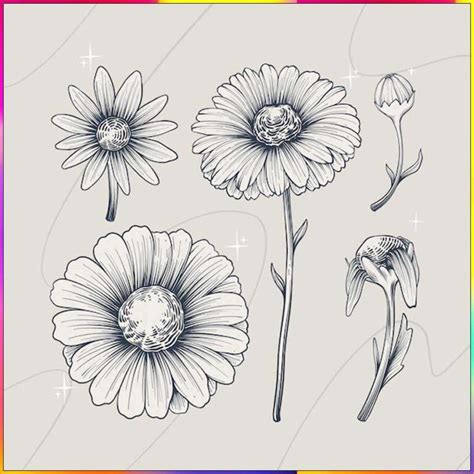 35 Easy Aster Flower Drawing Flower Drawing