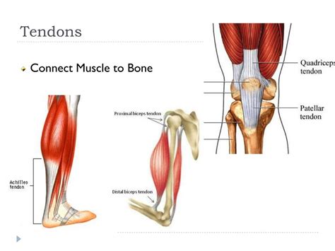 Ppt Muscular And Skeletal System Powerpoint Presentation Free