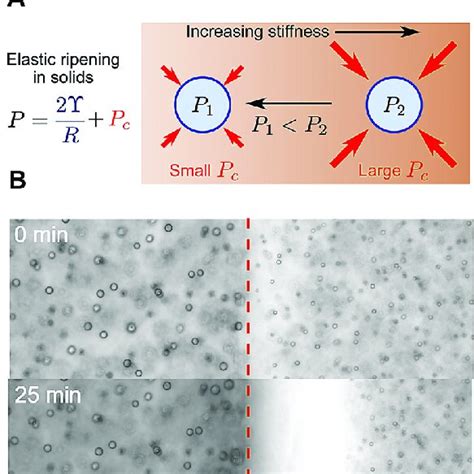Ostwald Ripening In Liquids And Elastic Ripening In Polymer Networks