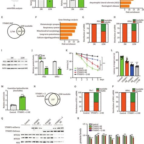 Ythdf Proteins Form Detergent Insoluble Aggregates During Brain Aging Download Scientific