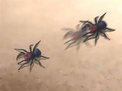 Missouri Spiders Identification Chart