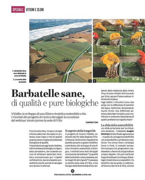 Vitis Rauscedo Production Of Grafted Vines