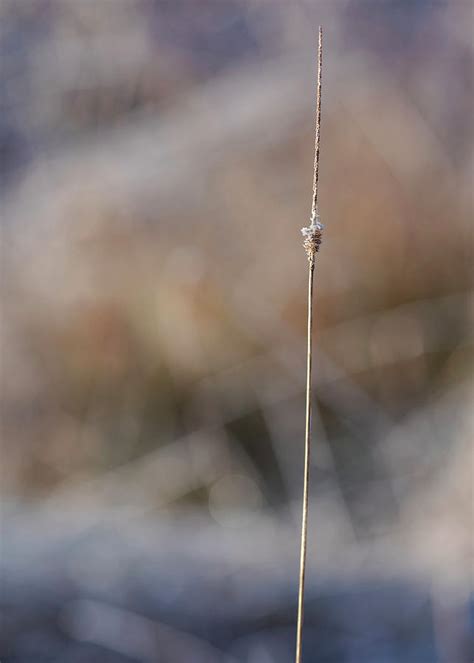 Single Grass Stalk Photograph By Sarah Lord Fine Art America