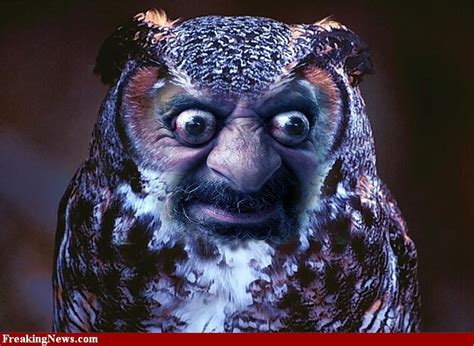 Pin On What A Hoot