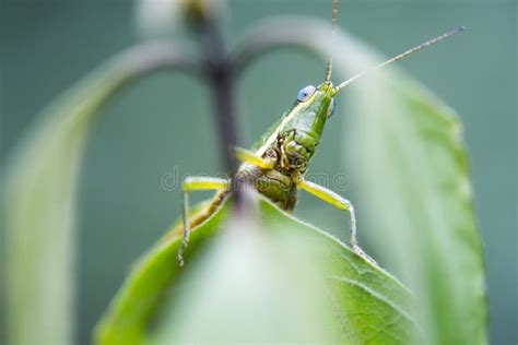 Grasshopper On A Green Leaf Stock Image Image Of View Meadow 74210481