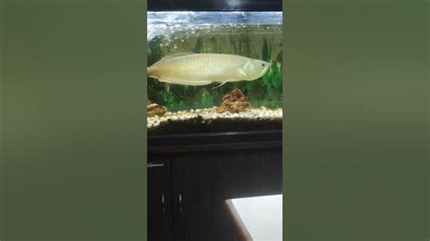Arapiamaarapima Fish Watertank Aquarium Youtubeshorts Trending