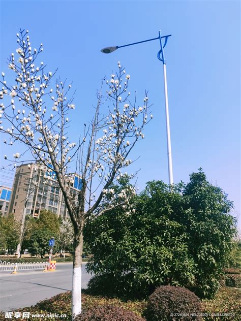 白云兰 花 路灯杆 蓝天 建筑摄影图自然风景自然景观摄影图库昵图网