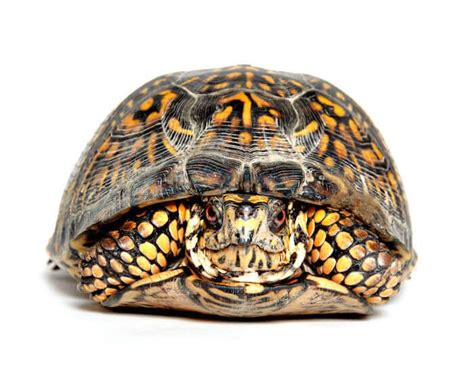 Turtle Hibernation Brumation And Estivation Box Turtle Turtle Pet