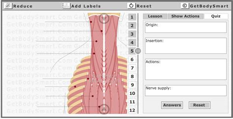 Spinalis Thoracis Muscle Details Diagram Quizlet