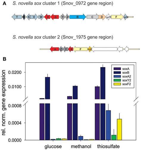 Genes Involved In Dissimilatory Sulfur Oxidation In S Novella A Download Scientific Diagram