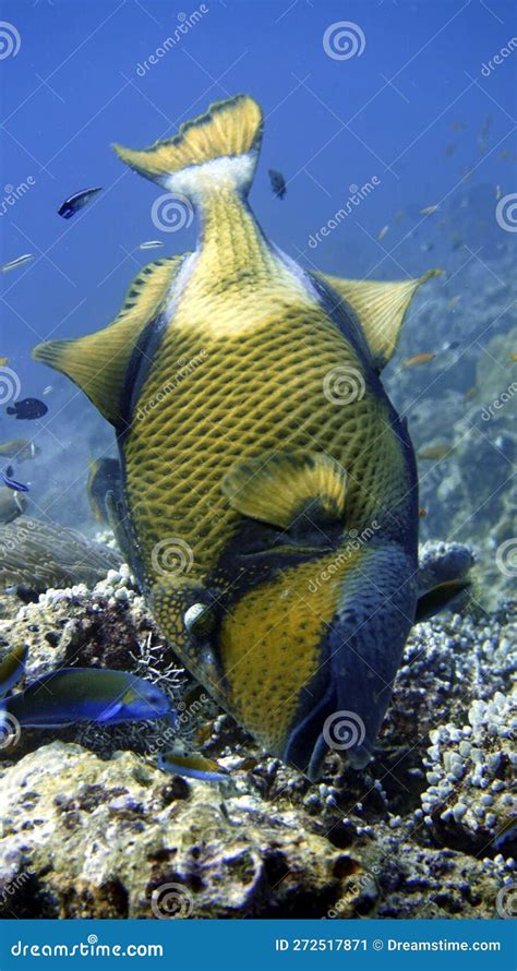 Trigger Fish Maldives Stock Image Image Of Reef Aquarium 272517871