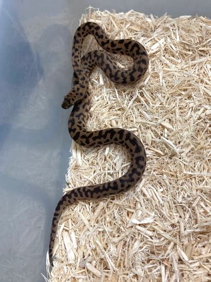 Spotted Python By Exotics By Nature Co