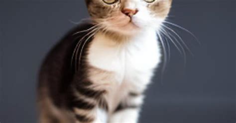 Cat Mutation Album On Imgur