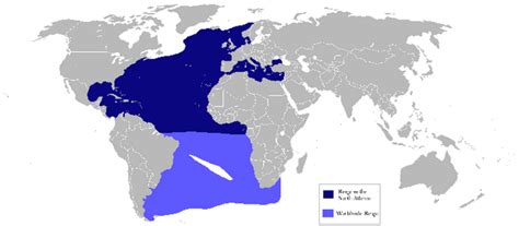 Atlantic Bluefin Tuna Habitat