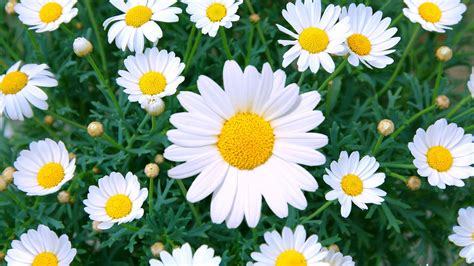 Imagem Relacionada Daisy Flower Meaning Daisy Flower Daisy Flower Types