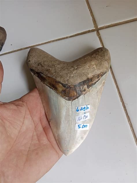 real or fake megalodon tooth is it real how to recognize fossil