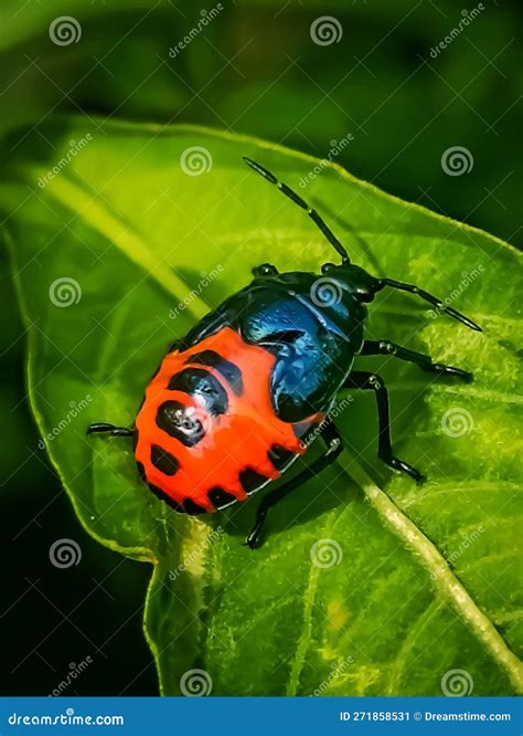 Euthyrhynchus Floridanus Stock Image Image Of Hottest 271858531