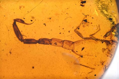 Rare Partial Scorpion Fossil Inclusion In Dominican Amber Etsy