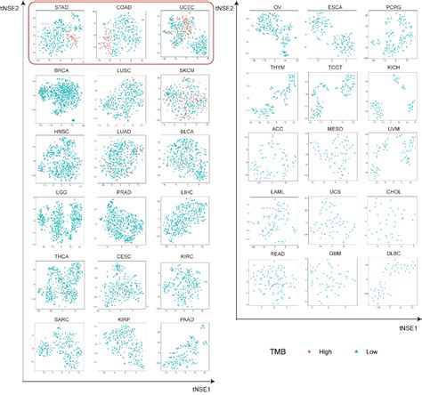 Figure 1 From Biological Informed Graph Neural Network For Tumor Mutation Burden Prediction And