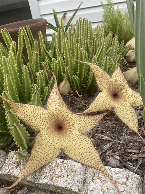 Started As A Tiny Thing Is Now Kind Of Taking Over Should I Prune It