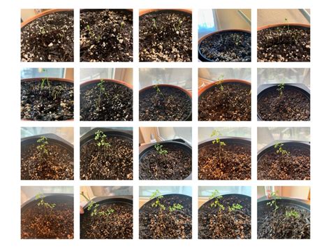 Maidenhair Revival After Beheading Pics Are Nov 1 2021 Jan 24 2022 R Plant Progress