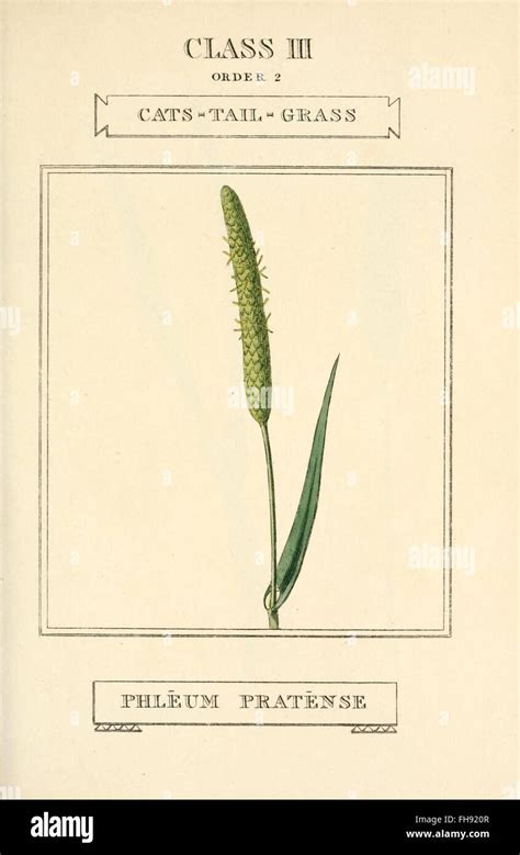 Elements Of The Science Of Botany A Work On Plant Classification Held In The Mertz Library