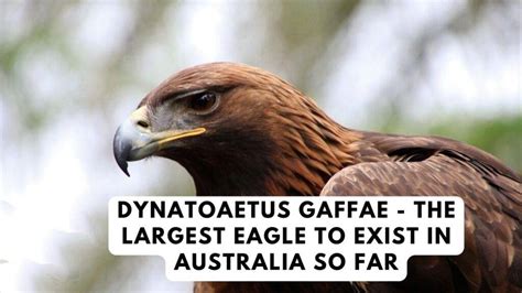 Dynatoaetus Gaffae The Largest Eagle To Exist In Australia So Far