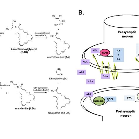 Formation Degradation And Retrograde Signaling Of Endocannabinoids A