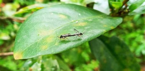 Making Sex Deadly For Insects Could Control Pests That Carry Disease