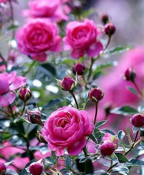 سارای ‎‎󾓩 Ssara34 Twitter