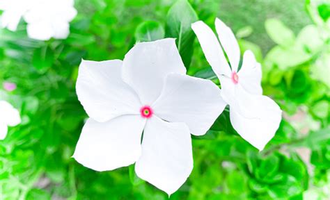 Bunga Catharanthus Roseus Yang Digunakan Untuk Memproduksi Obat Kanker Foto Stok Unduh Gambar