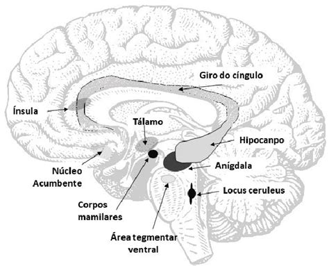 Anatomia Do Sistema Limbico