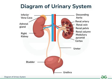 Bio 106 Urinary System Diagram Quizlet