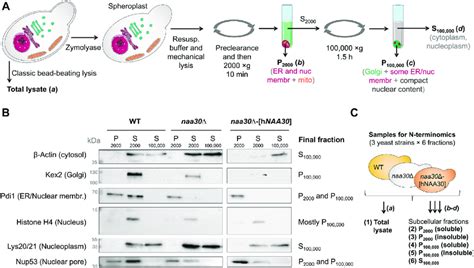 Preparation And Validation Of Samples For N Terminomics Analysis A