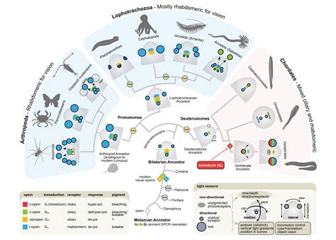 Eye Evolution Diagrams V4 01 Baden Lab