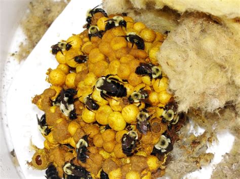 Wasp And Bee Nest Removal Honeybee Centre Serving The Fraser Valley