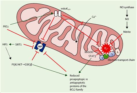 Threshold Effect Mitochondria At Alannah Wrigley Blog
