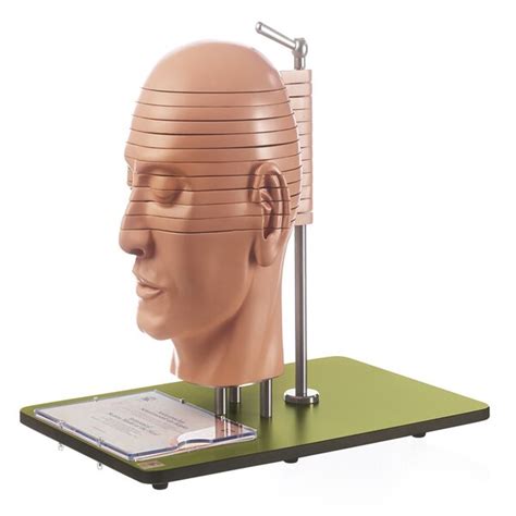 Anatomical Sectional Model Of The Head Infinita Scitech Hk Limited