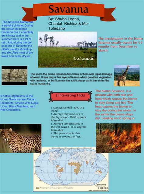African Grassland Plants Names African Grassland Plants Names